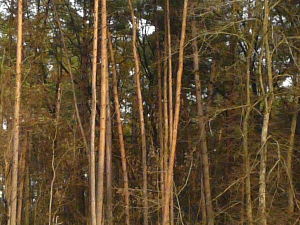 forest side view texture 0001 - Texturelib